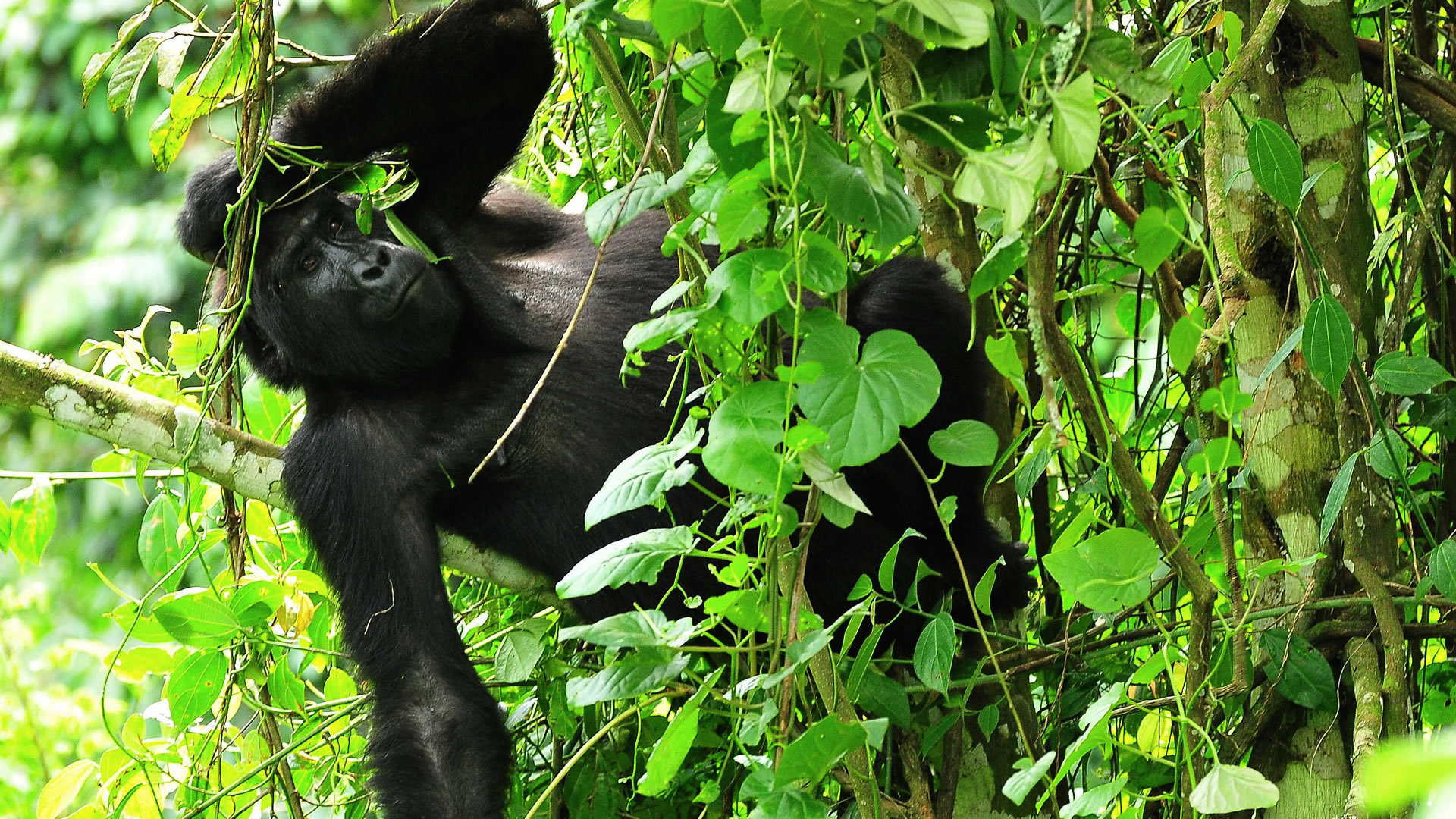 Bwindi Impenetrable Forest | https://www.grandafricaexperiences.com