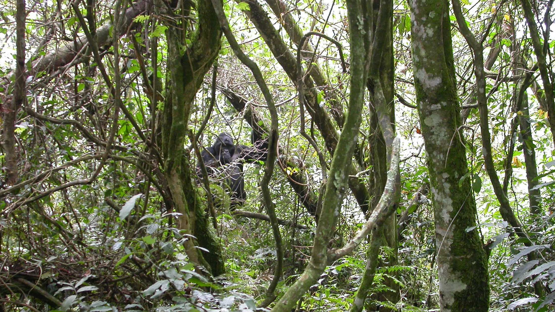Bwindi Impenetrable Forest | https://www.grandafricaexperiences.com