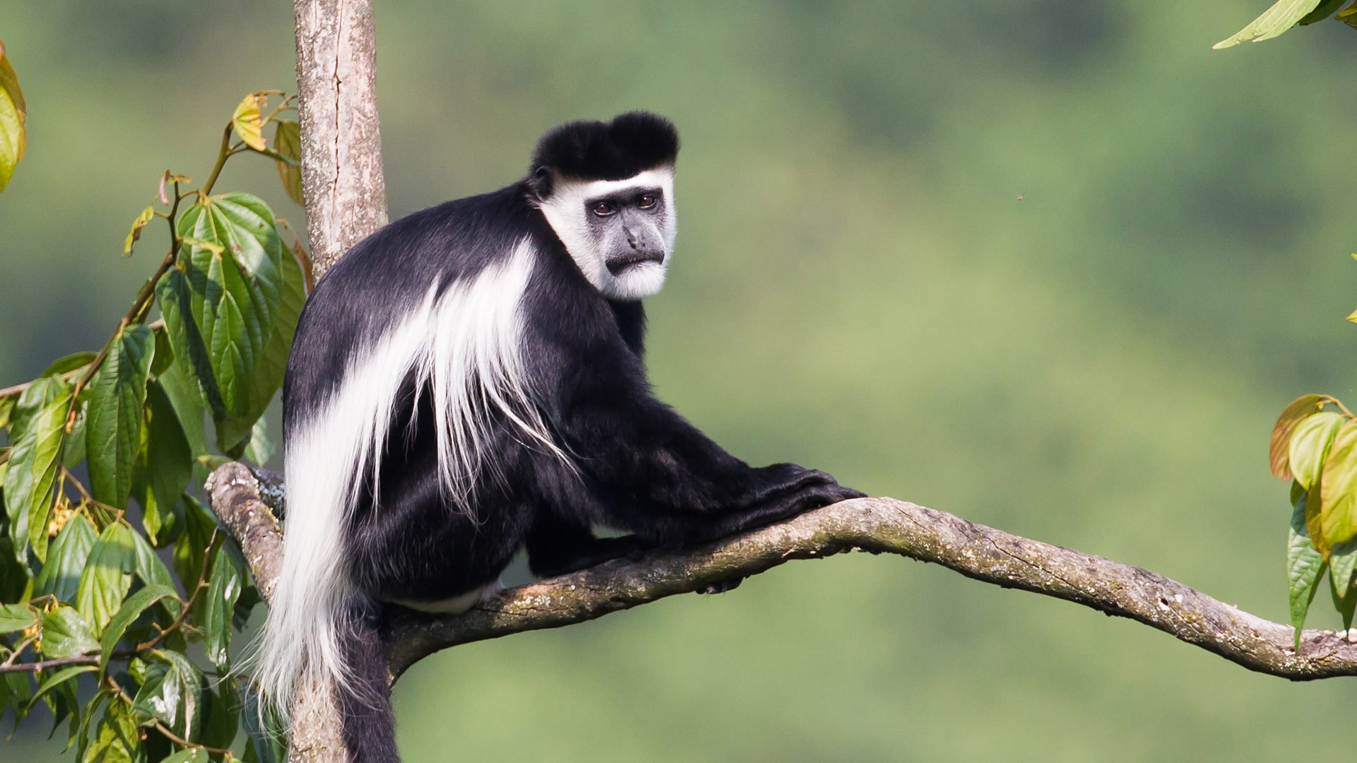 Bwindi Impenetrable Forest | https://www.grandafricaexperiences.com