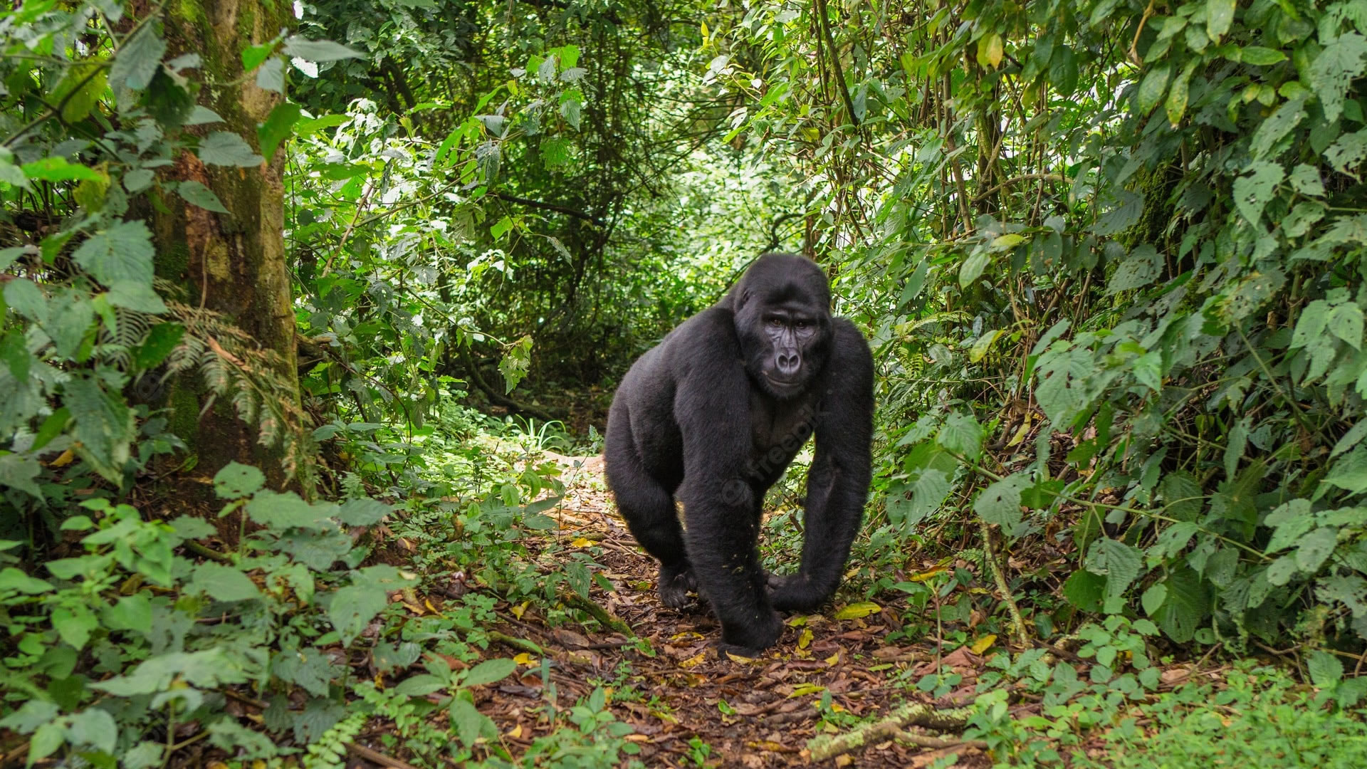 Bwindi Impenetrable Forest | https://www.grandafricaexperiences.com