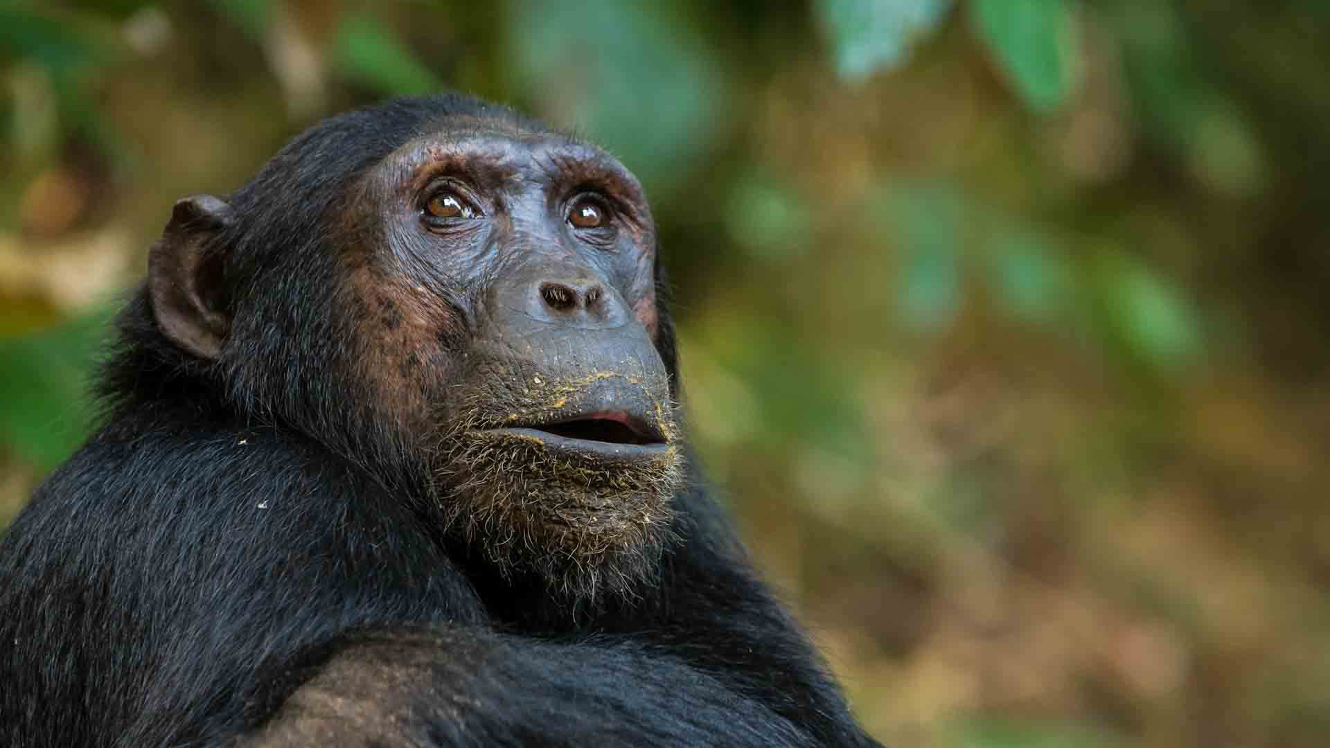 Gombe National Park | https://www.grandafricaexperiences.com