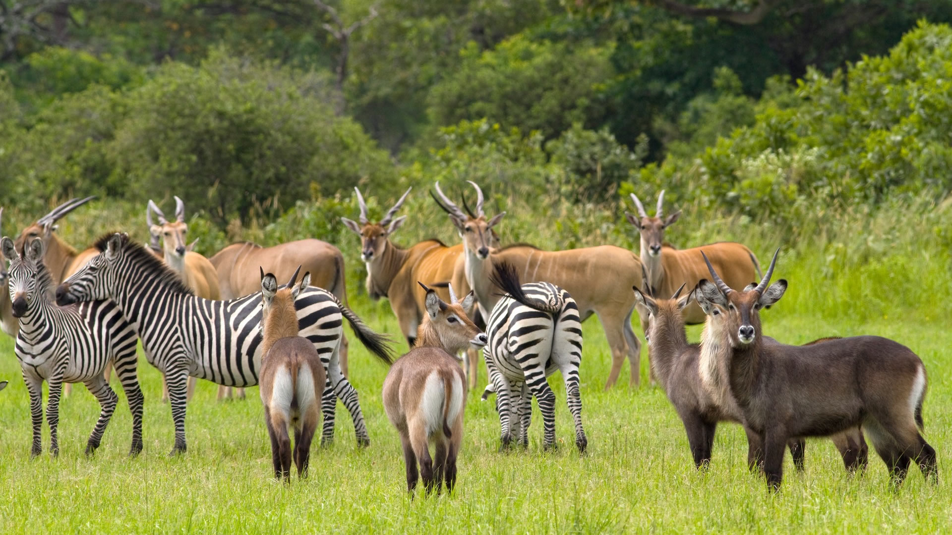 Katavi National Park | https://www.grandafricaexperiences.com