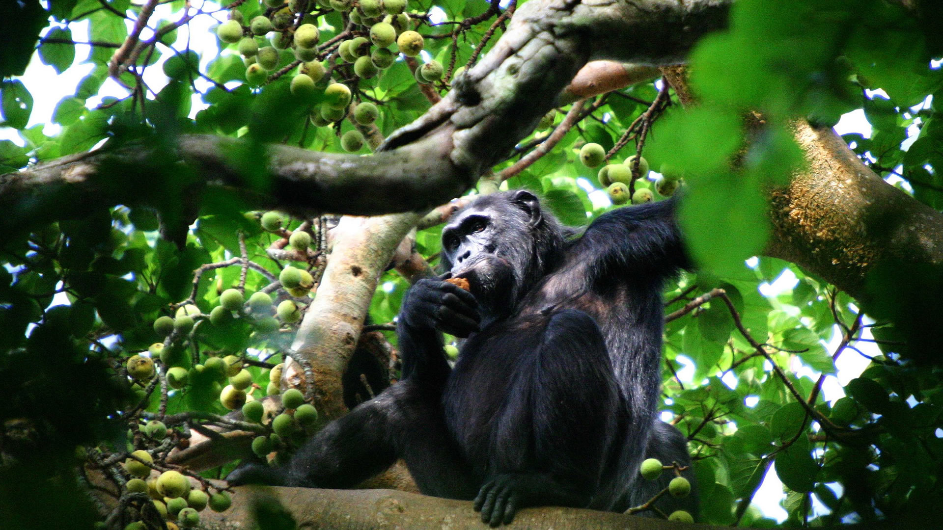 Kibale Forest National Park | https://www.grandafricaexperiences.com