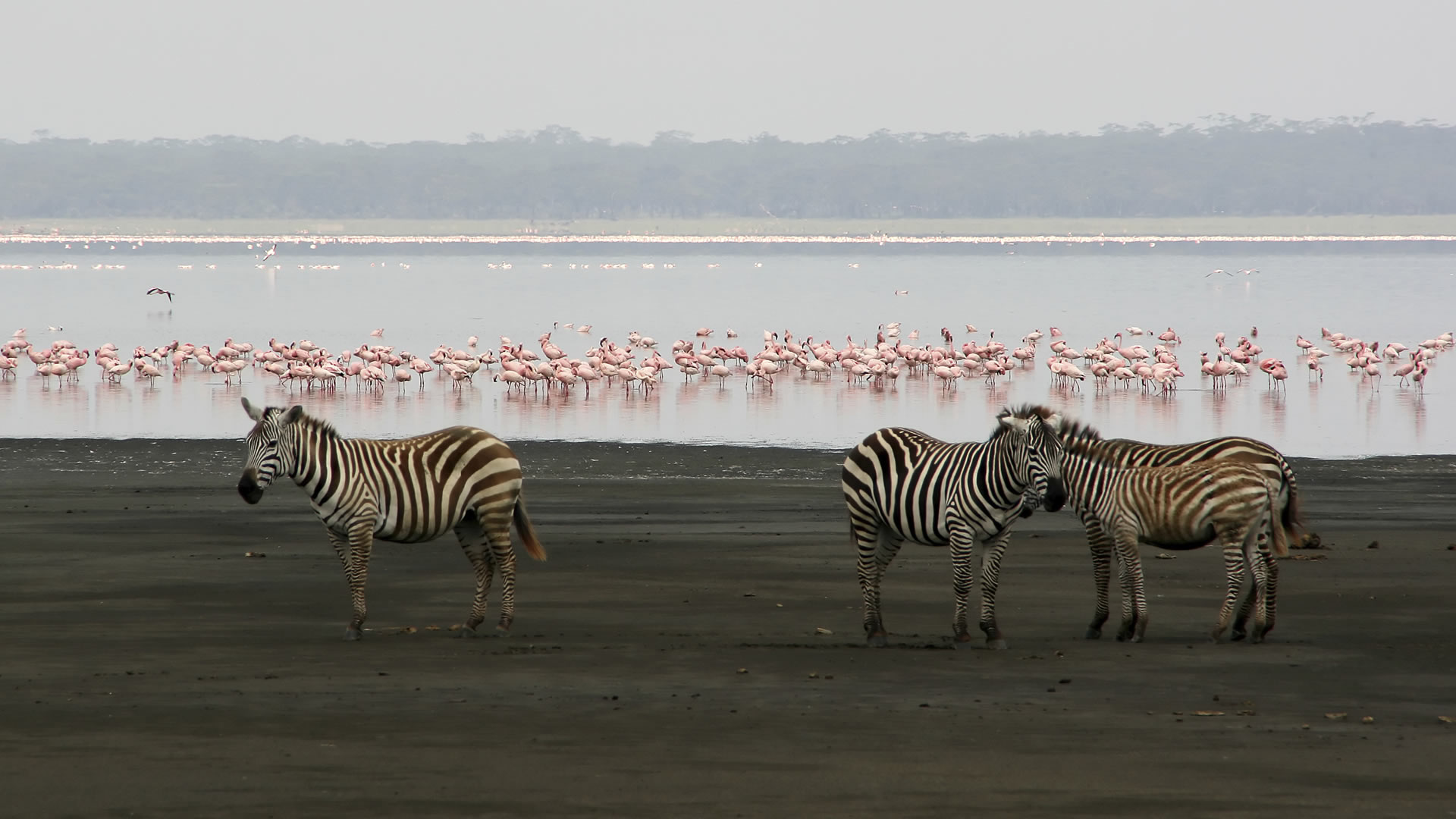 Lake Manyara National Park | https://www.grandafricaexperiences.com