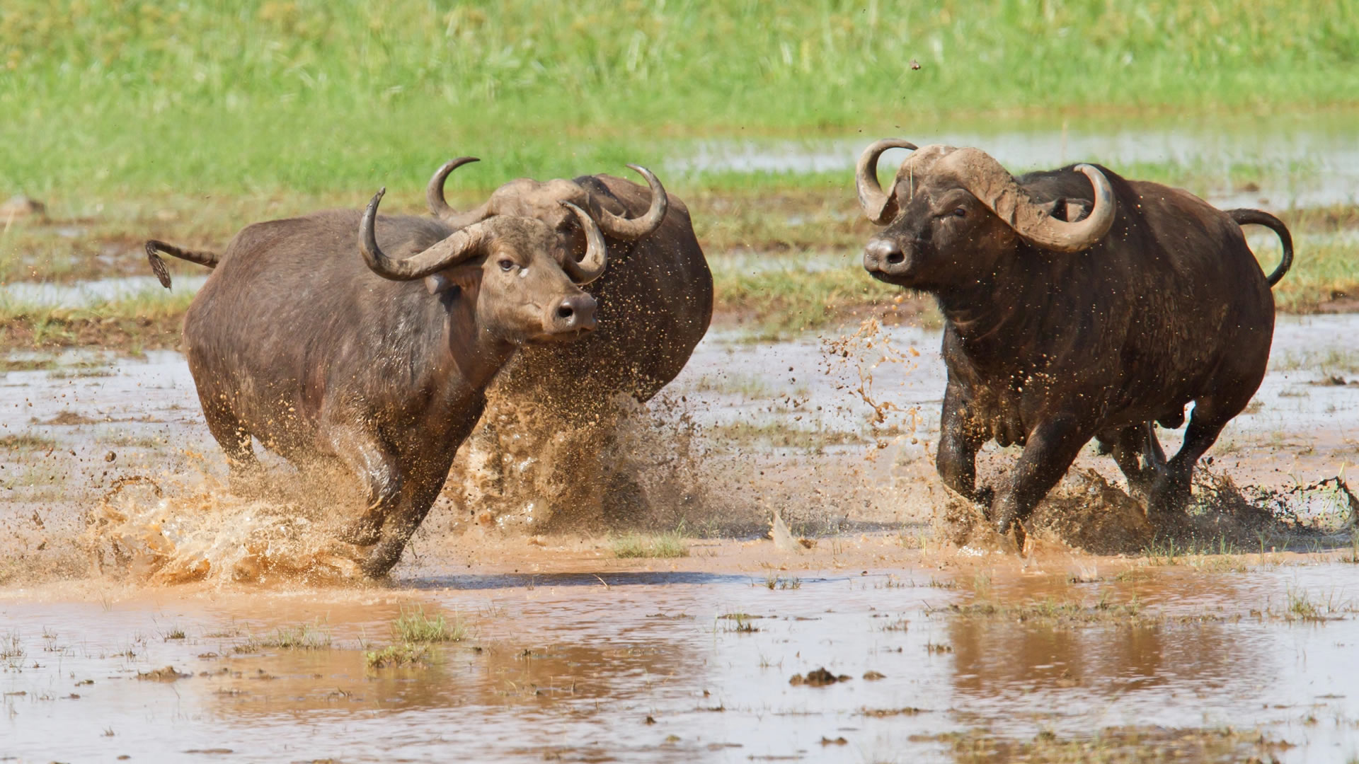 Lake Manyara National Park | https://www.grandafricaexperiences.com