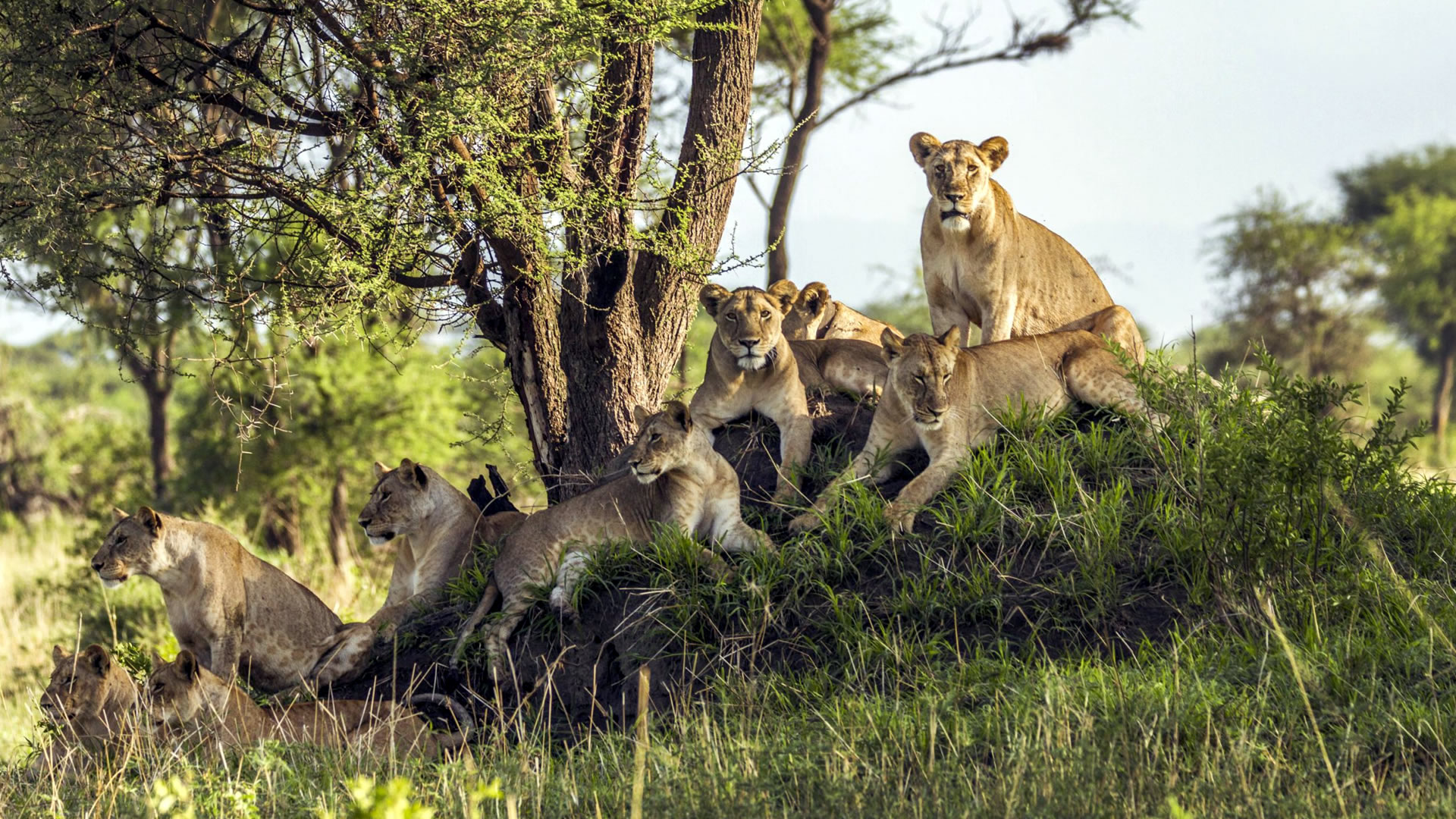 Lake Manyara National Park | https://www.grandafricaexperiences.com
