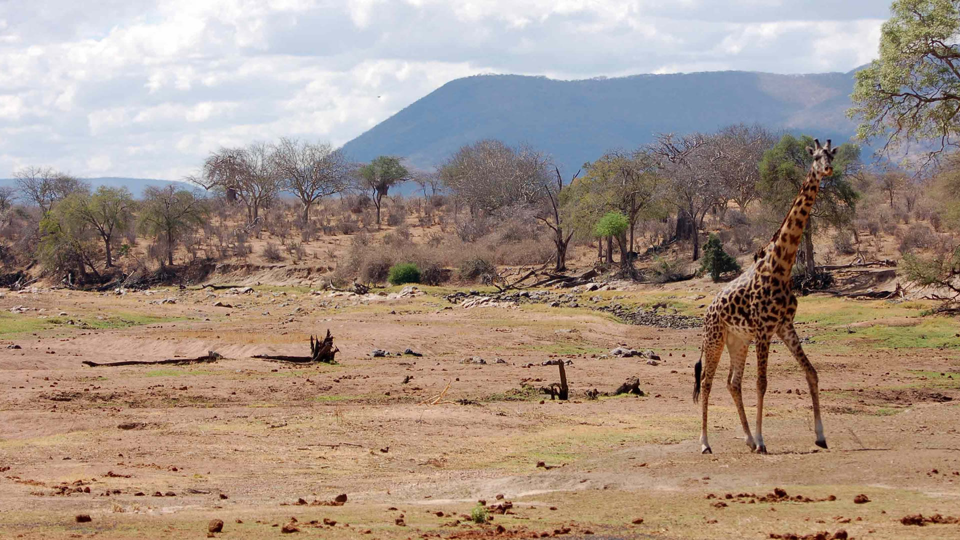 Ruaha National Park | https://www.grandafricaexperiences.com